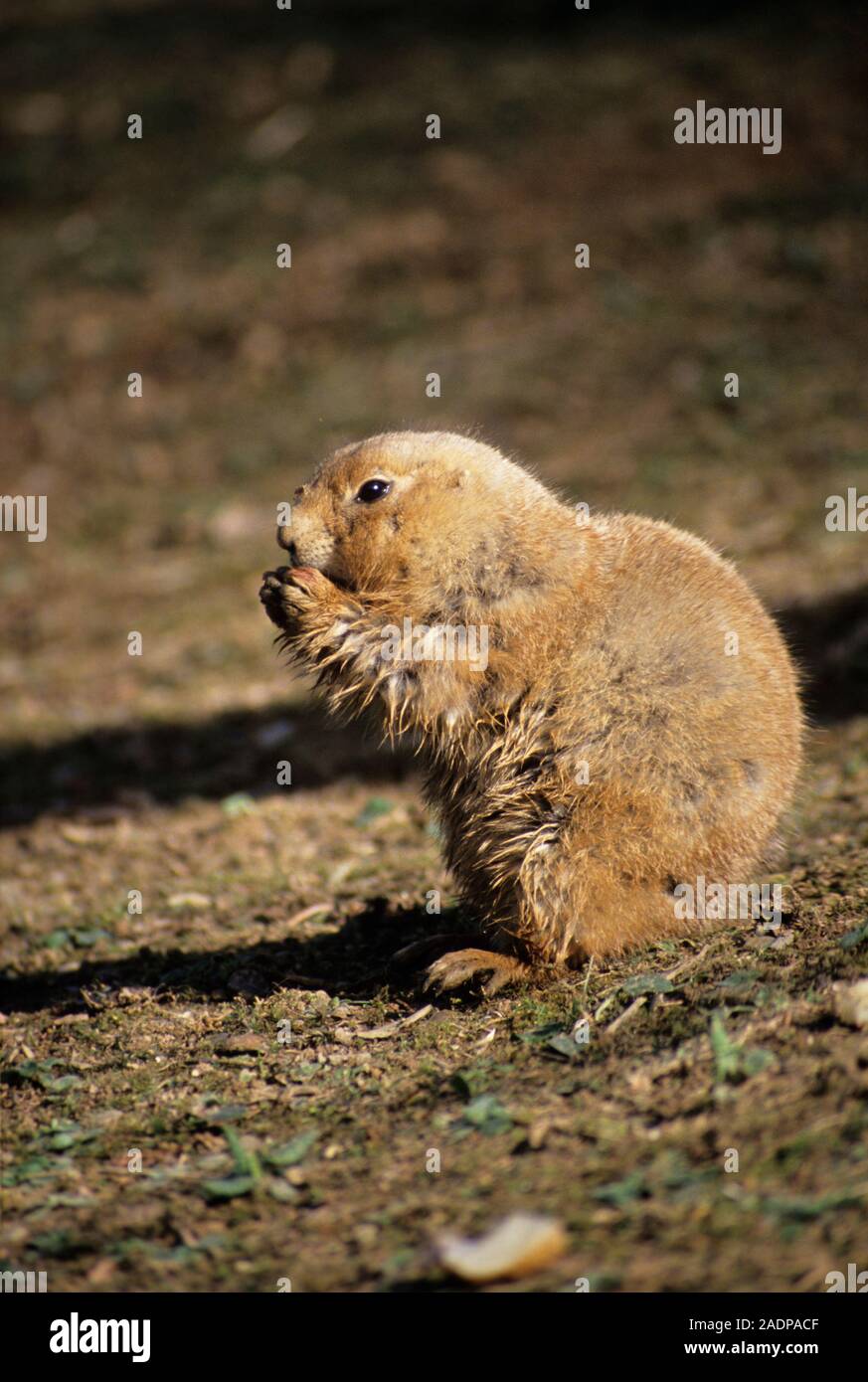 Marmot (Marmota sp.). Marmots are ground-dwelling rodents that inhabit ...