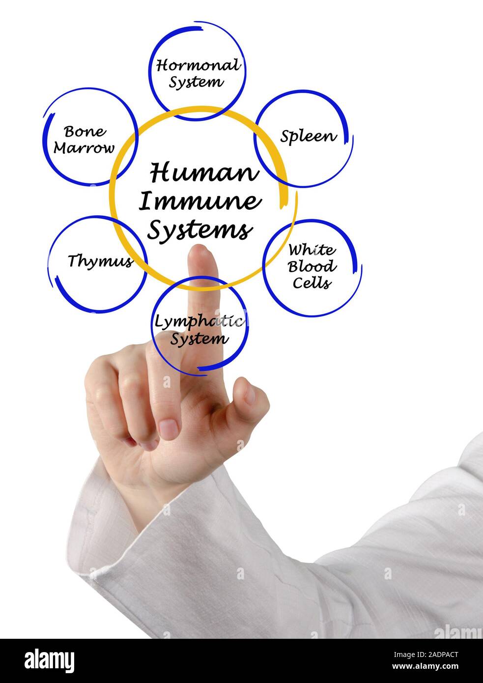 Human Immune Systems Stock Photo - Alamy