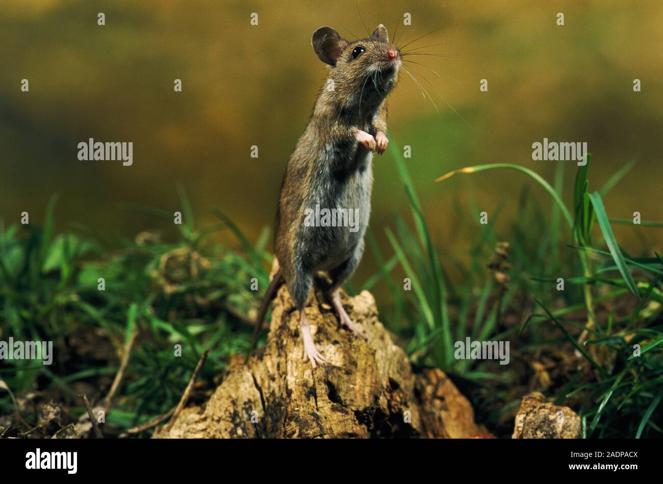Woodmouse (Apodemus sylvaticus) sniffing the air Stock Photo - Alamy