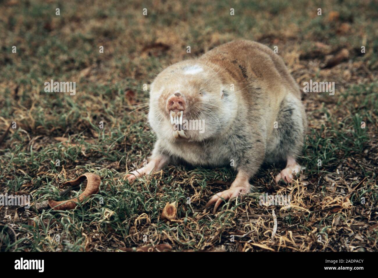 Cape mole rat (Geocrychus capensis). The enlarged incisors are used for ...