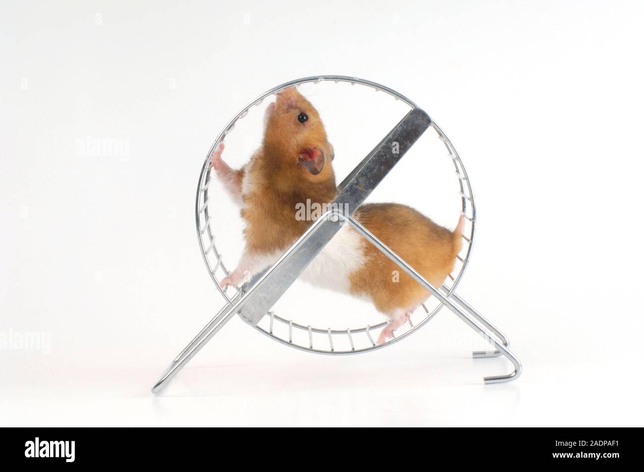 Hamster on a wheel. This is a golden hamster (Mesocricetus auratus ...