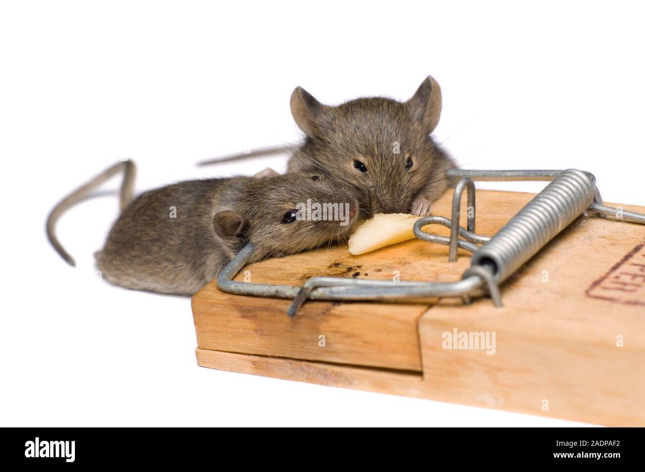 Mice caught in a trap. Two mice (Mus musculus) caught in a mousetrap ...