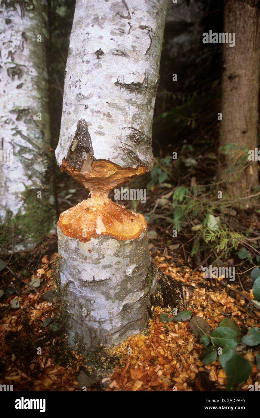 Beaver damage. Tree trunk gnawed by a North American beaver (Castor ...