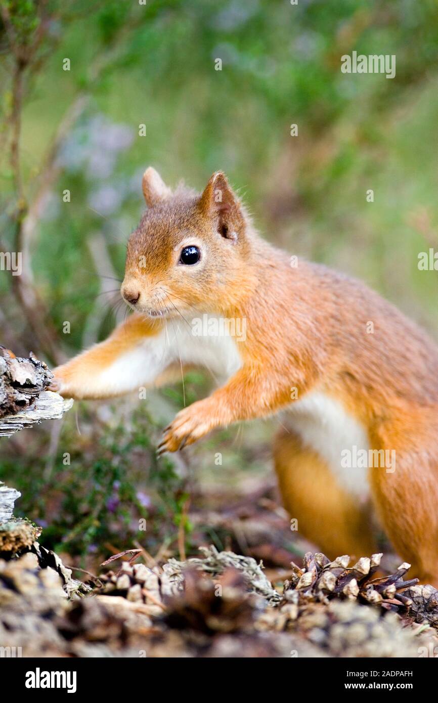 Red squirrel (Sciurus vulgaris). Red squirrels are omnivorous rodents ...