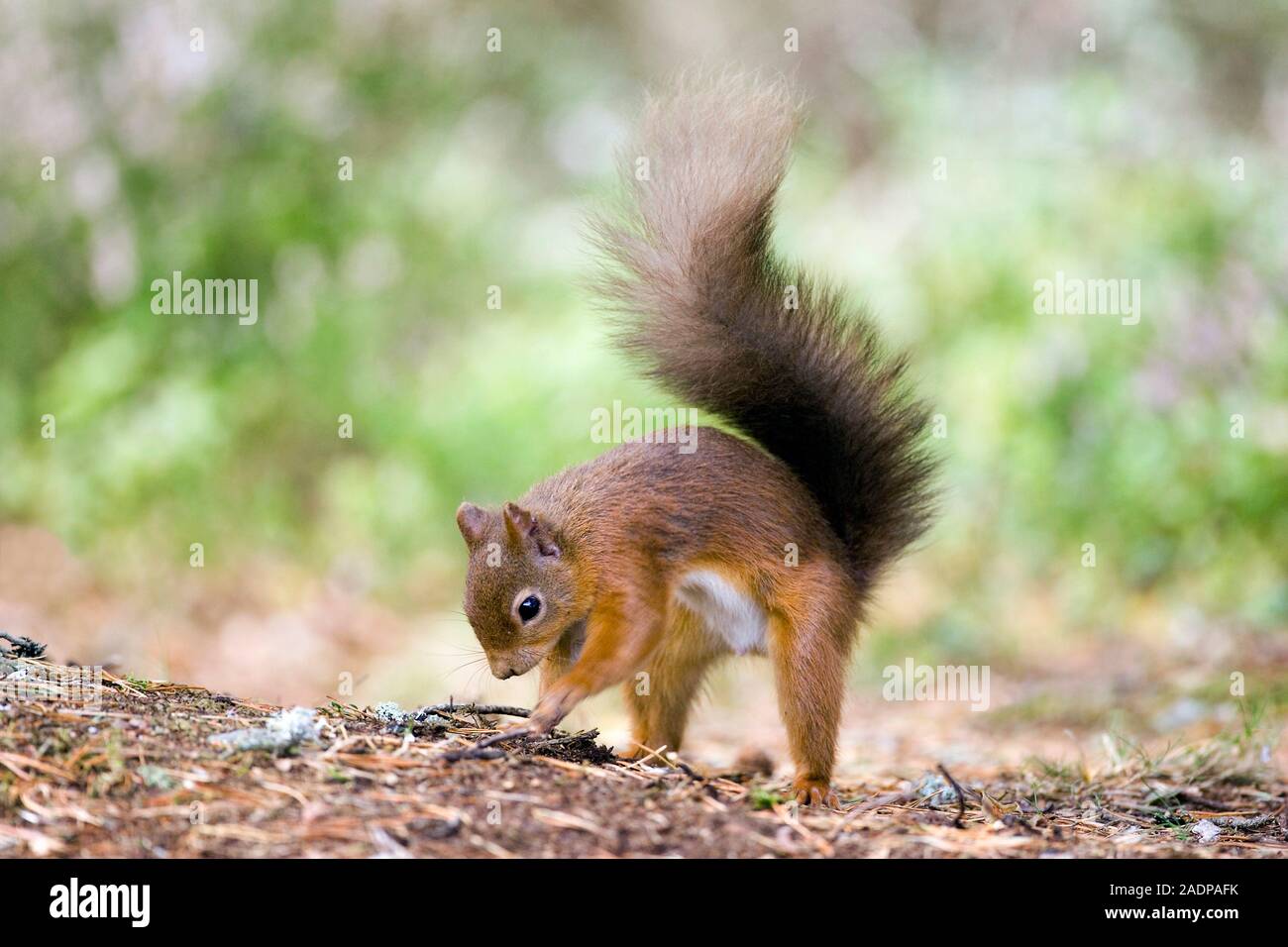 Red squirrel (Sciurus vulgaris) burying food. Red squirrels are ...