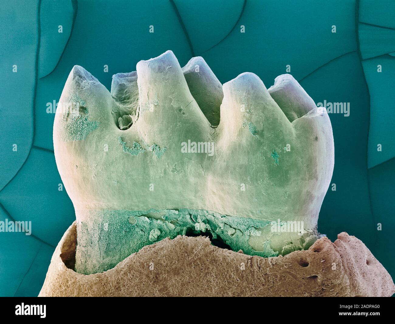 Mouse tooth. Coloured scanning electron micrograph (SEM) of a molar ...