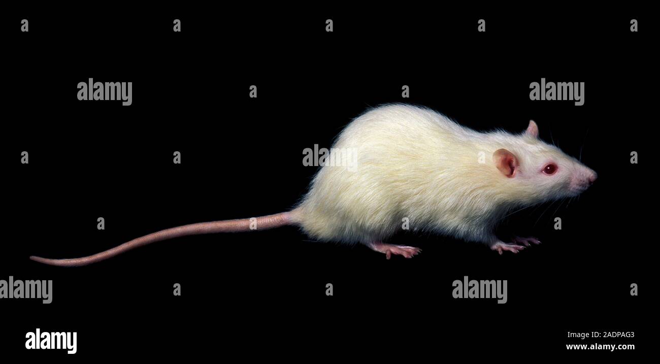 Lab rat. This is an albino breed of the brown rat (Rattus norvegicus ...