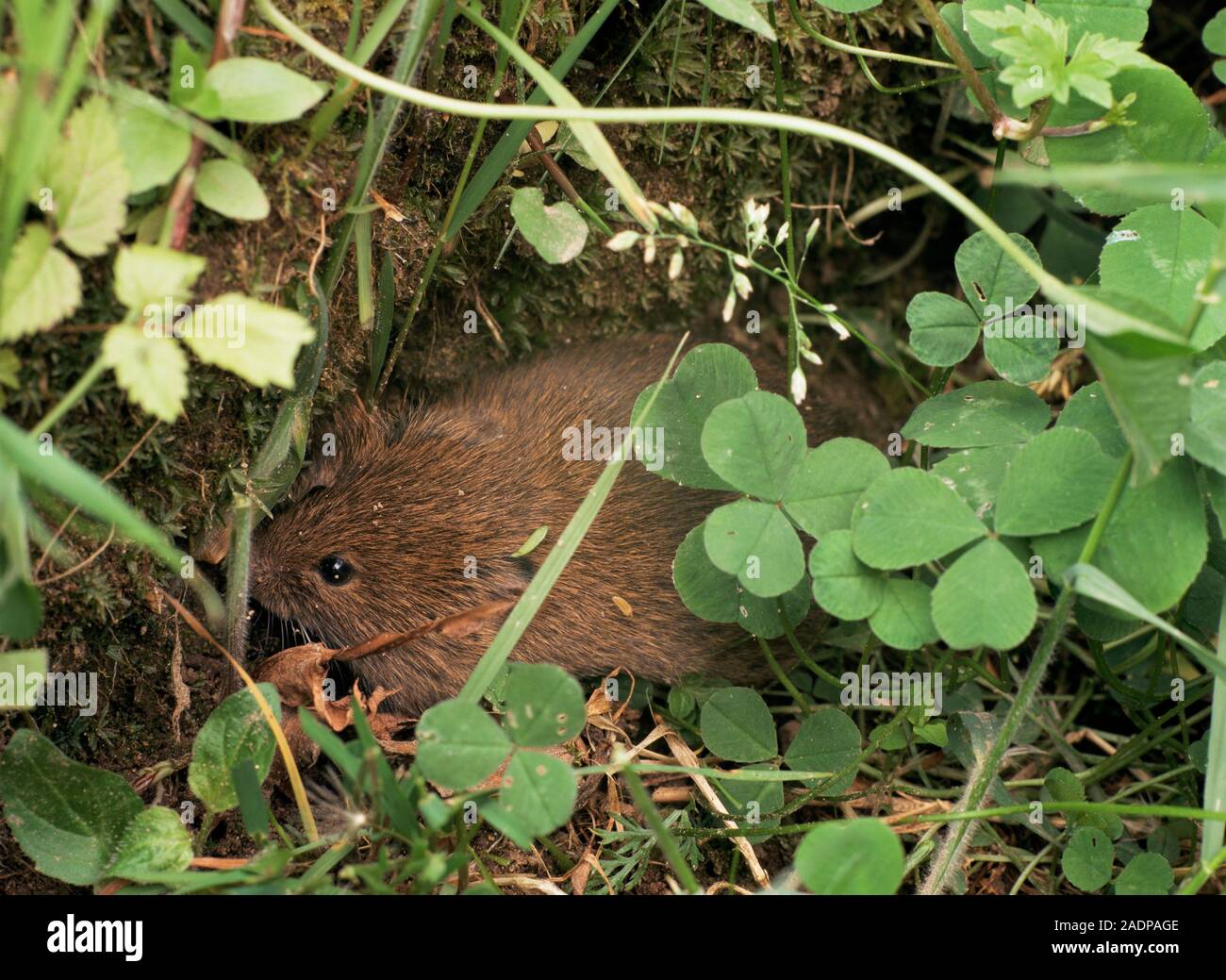 Field vole (Microtus agrestis). Photographed in Narke, Sweden Stock ...