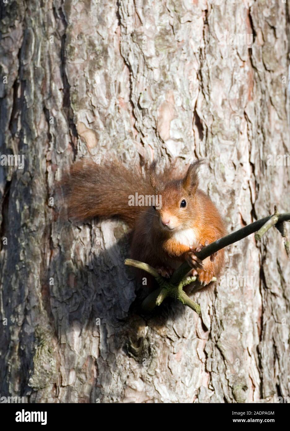 Red squirrel (Sciurus vulgaris). Red squirrels are omnivorous rodents ...