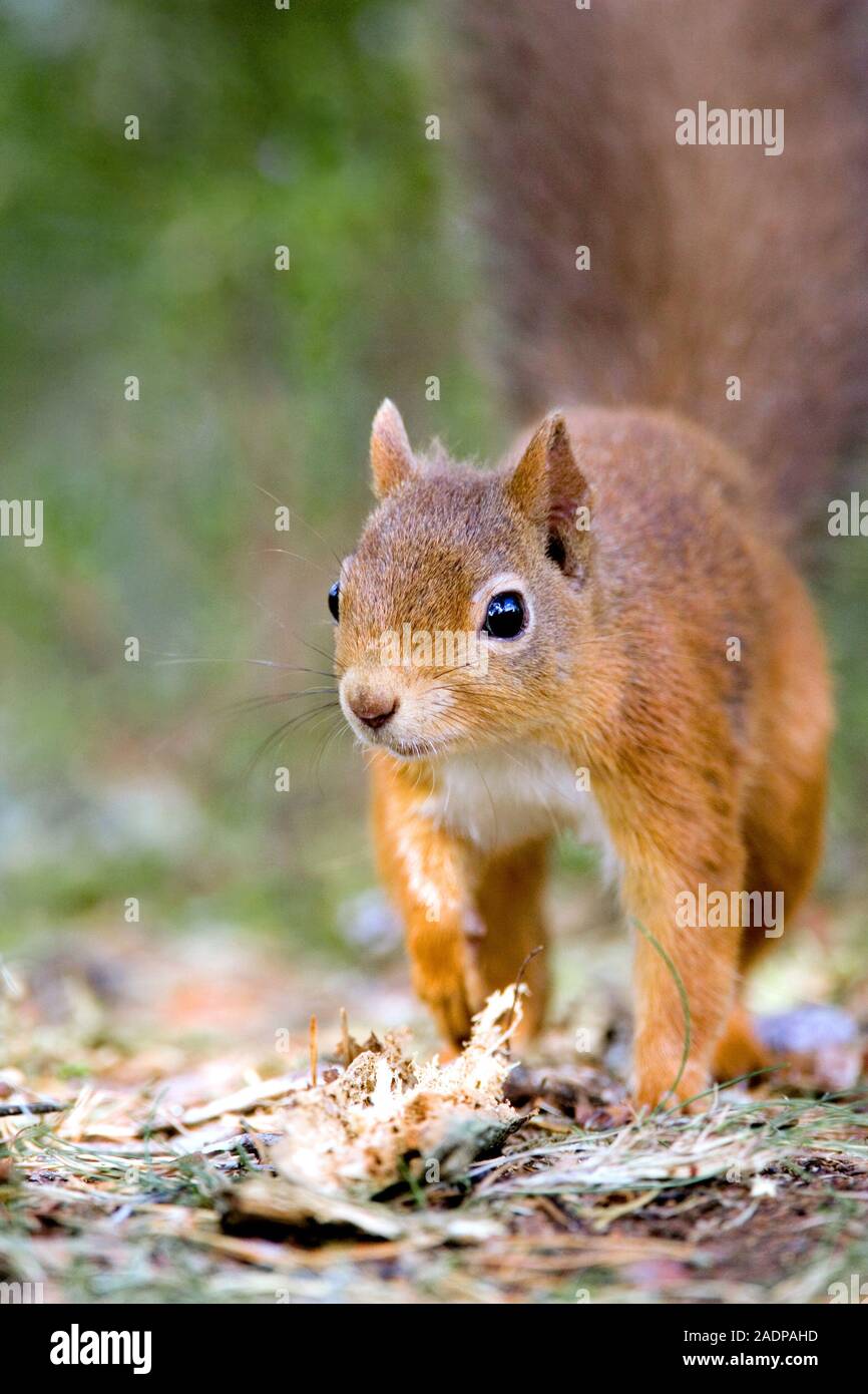 Red squirrel (Sciurus vulgaris). Red squirrels are omnivorous rodents ...