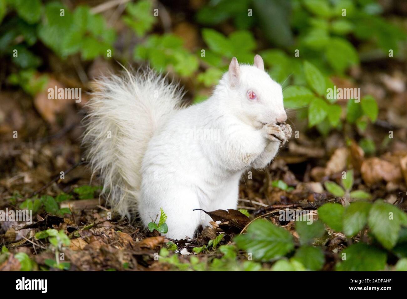 Albino grey squirrel (Sciurus carolinensis) feeding. Albinism, also ...