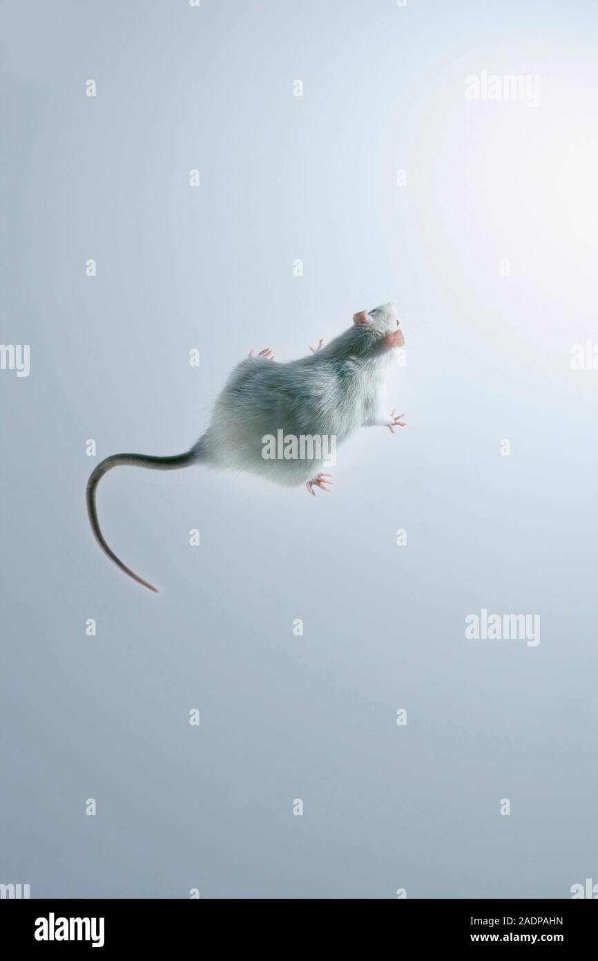 Laboratory rat. Albino brown rat (Rattus norvegicus). This breed of rat ...