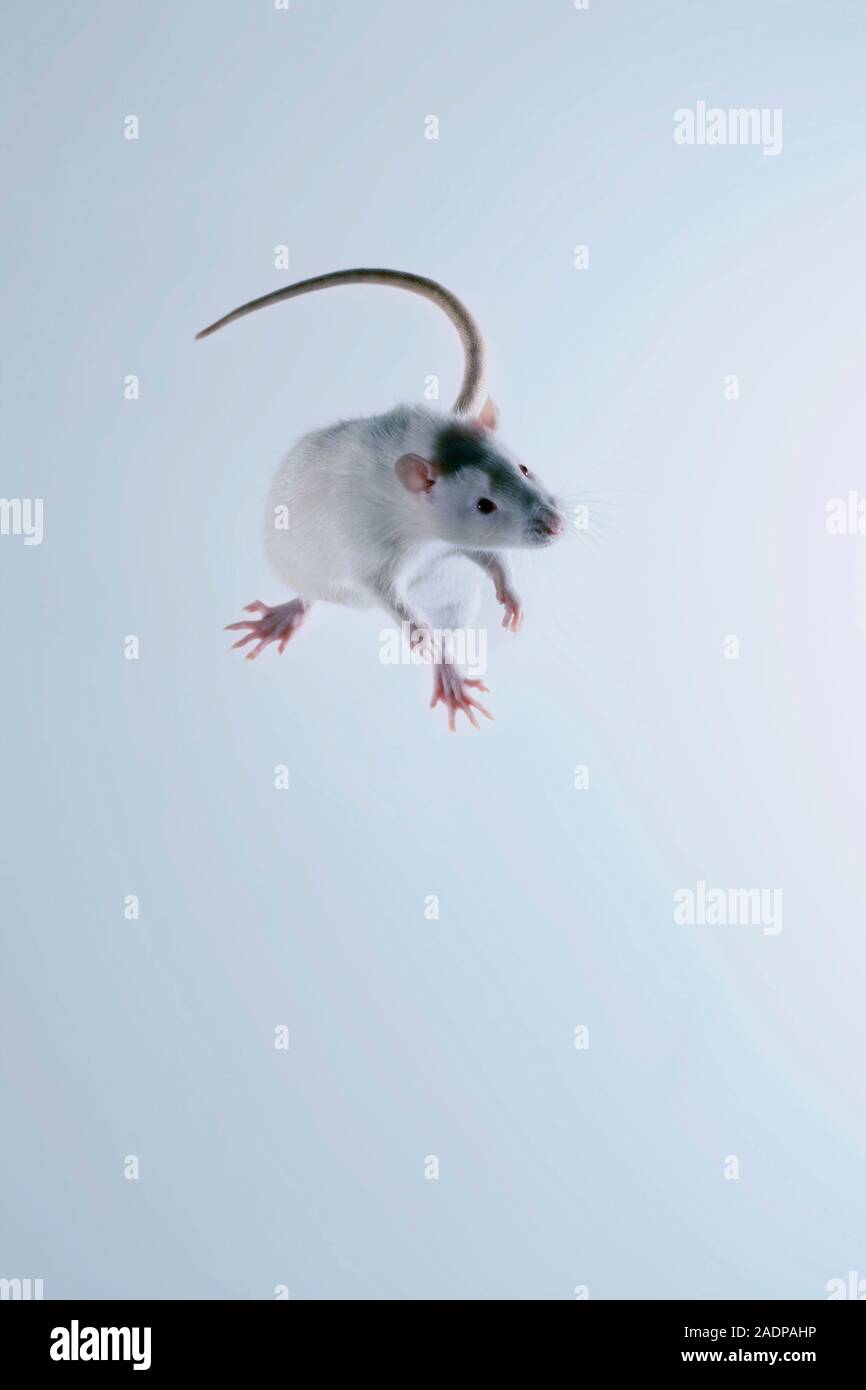 Laboratory rat. Albino brown rat (Rattus norvegicus). This breed of rat ...
