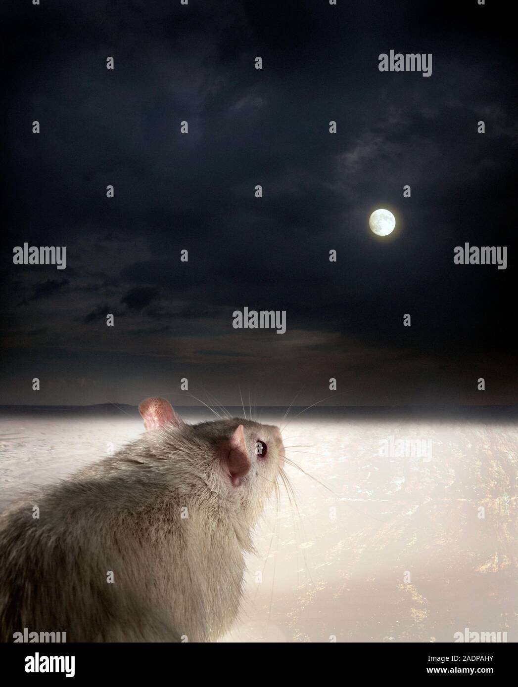 Laboratory rat, composite image. Albino brown rat (Rattus norvegicus ...