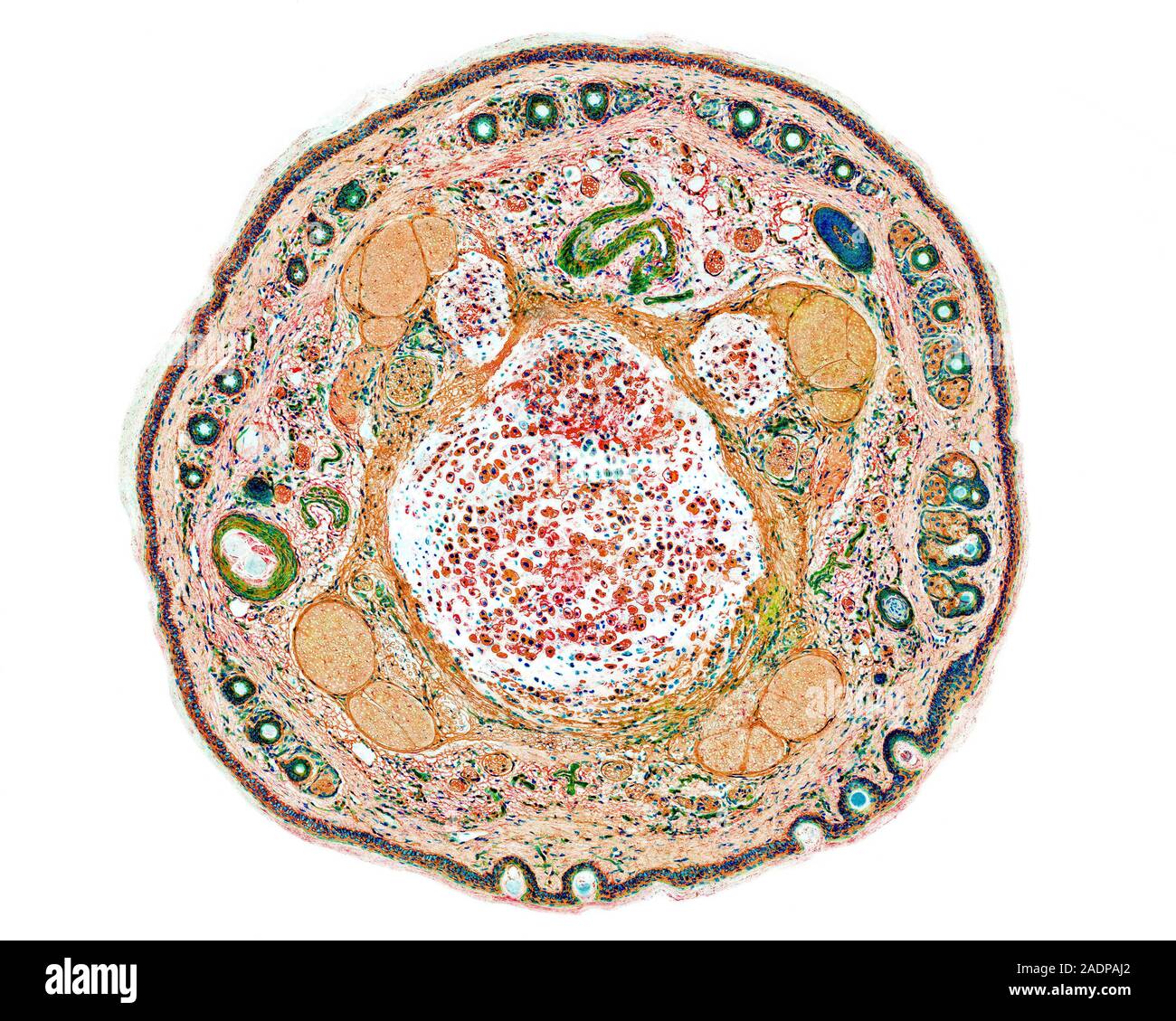 Mouse tail. Light micrograph of a cross-section through a mouse's tail ...