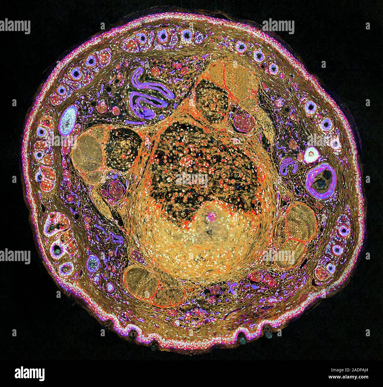 Mouse tail. Light micrograph of a cross-section through a mouse's tail ...
