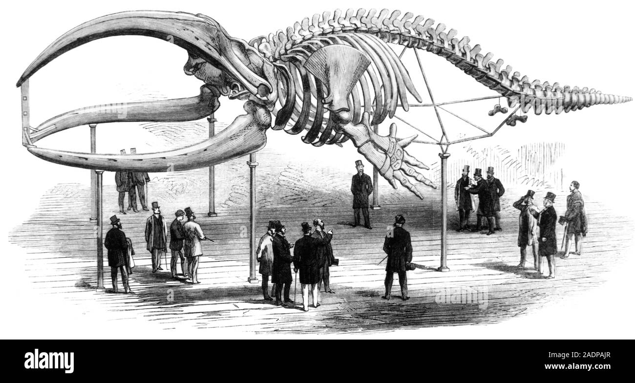 Whale skeleton. Engraving of the skeleton of a bow head or Greenland ...
