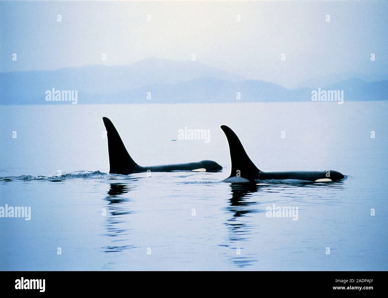 Killer whale dorsal fins. View of the dorsal fins of male killer whales ...