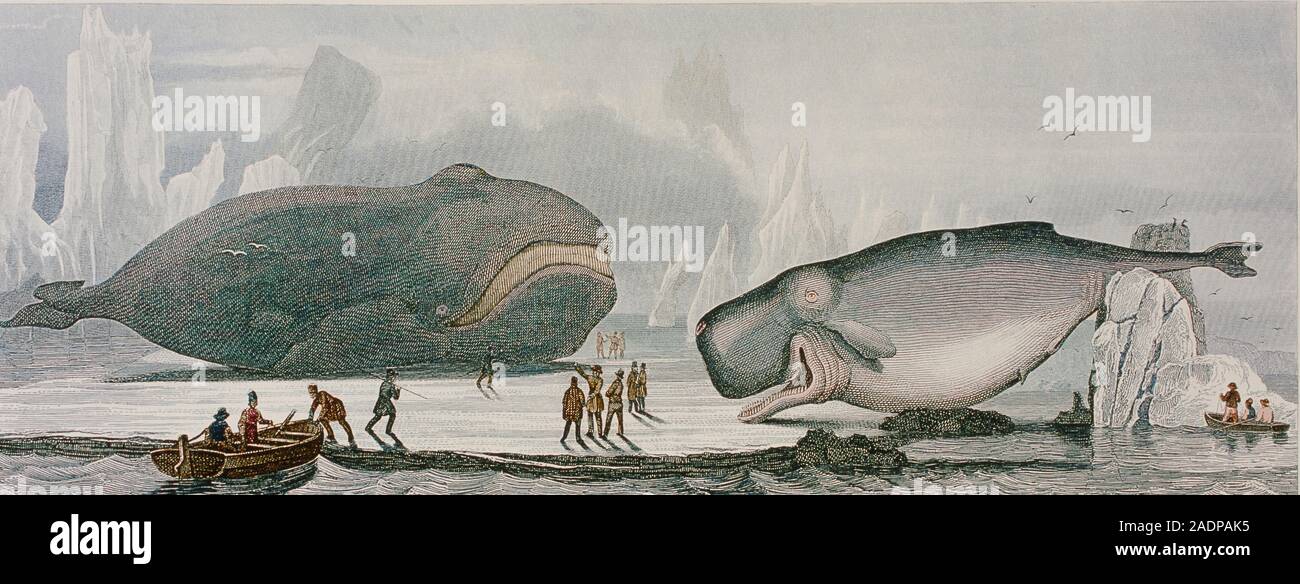 Beached whales. Coloured historical artwork of people studying a ...