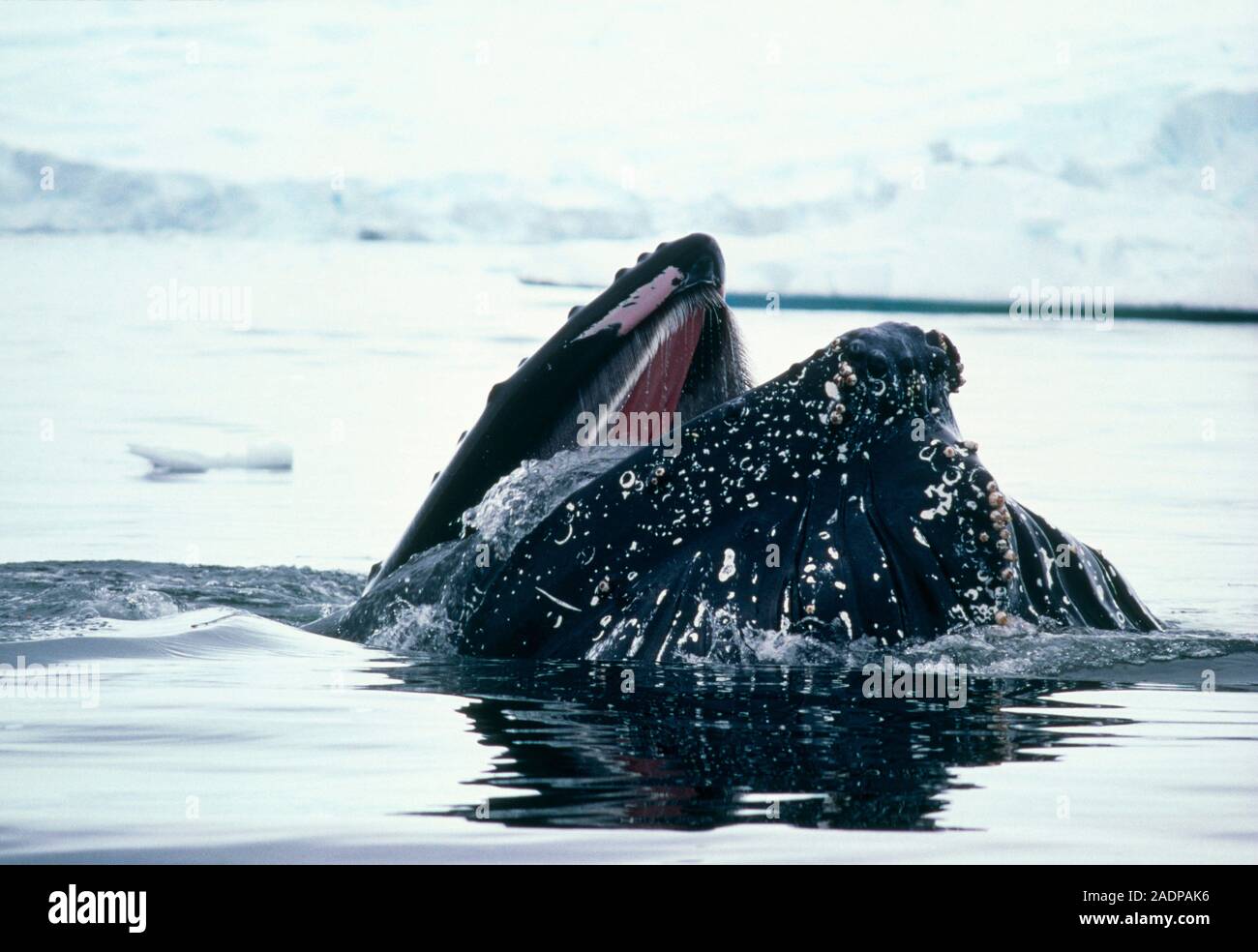 Humpback whale (Megaptera novaeangliae) feeding by lunging. During ...