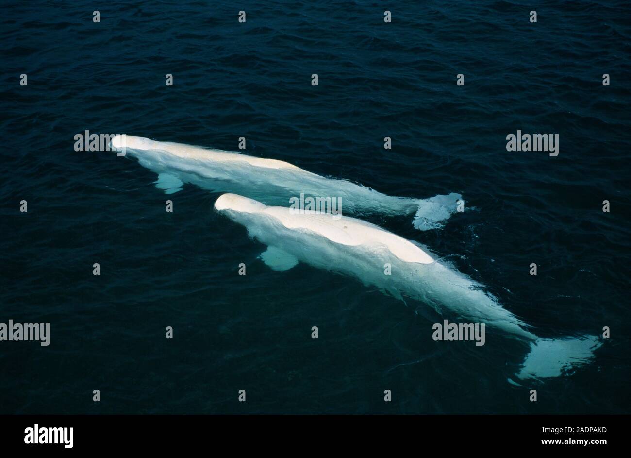 Beluga whales (or white whales, Delphinapterus leucas). In summer ...