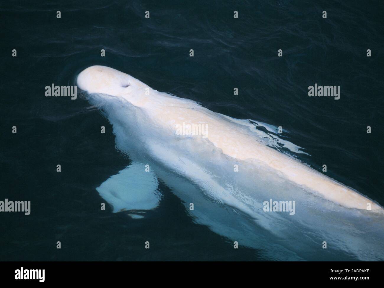 Beluga whale (or white whale, Delphinapterus leucas) bull. In summer ...