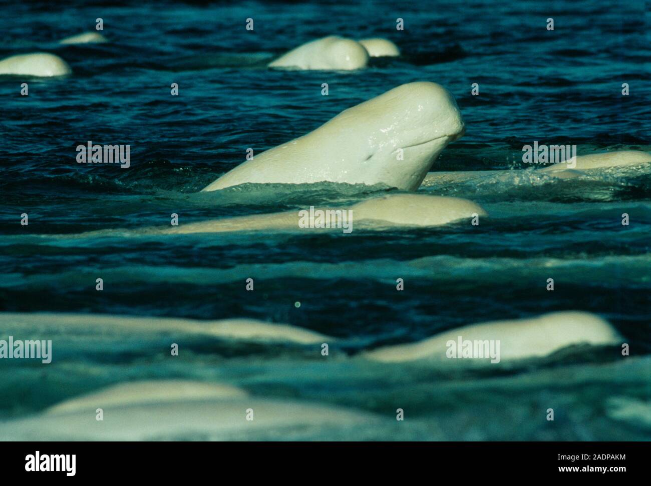 Beluga whales. Beluga or white whales (Delphinapterus leucas) surfacing ...