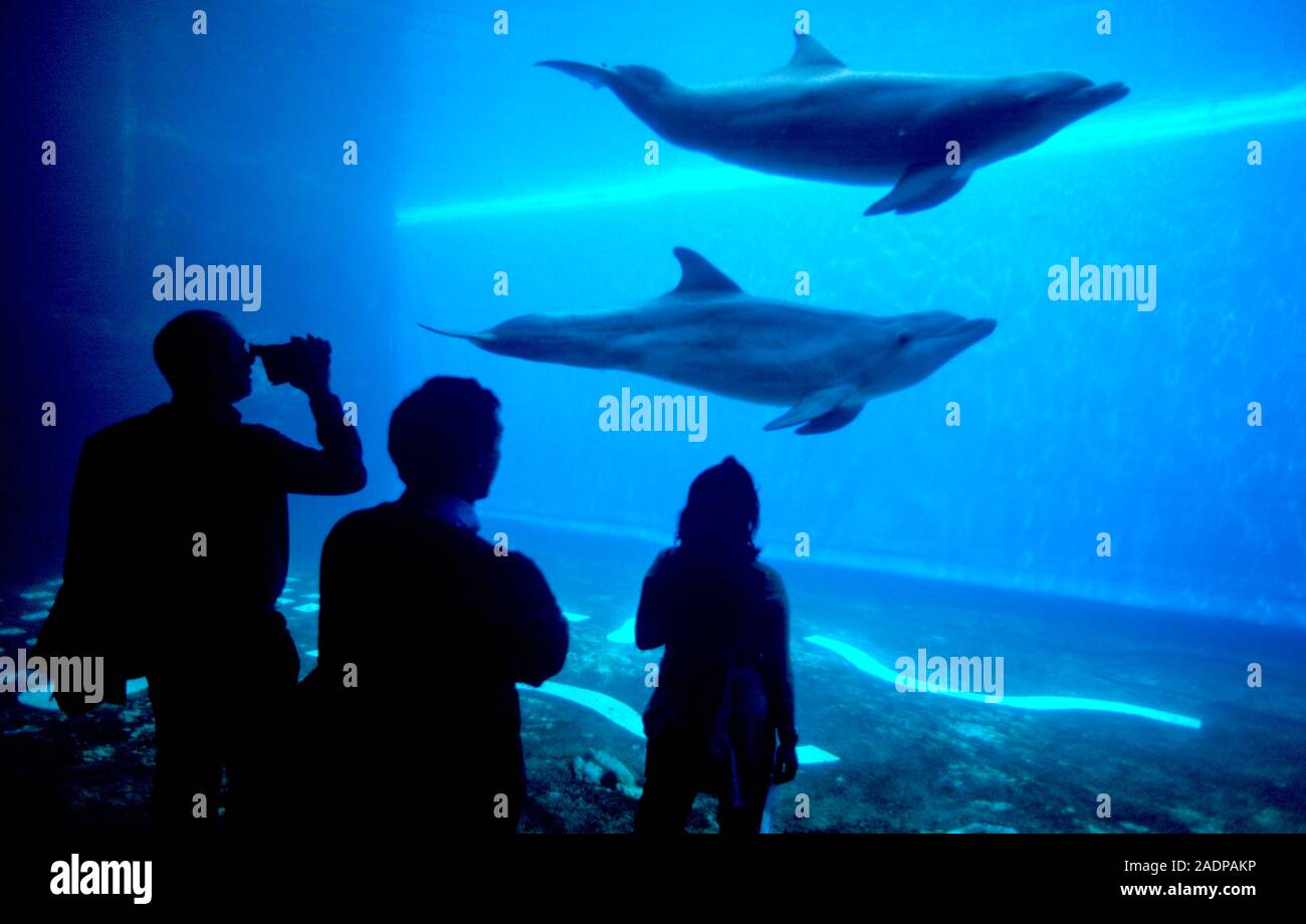 Dolphins in aquarium. Captive dolphins (family Delphinidae) in a glass ...