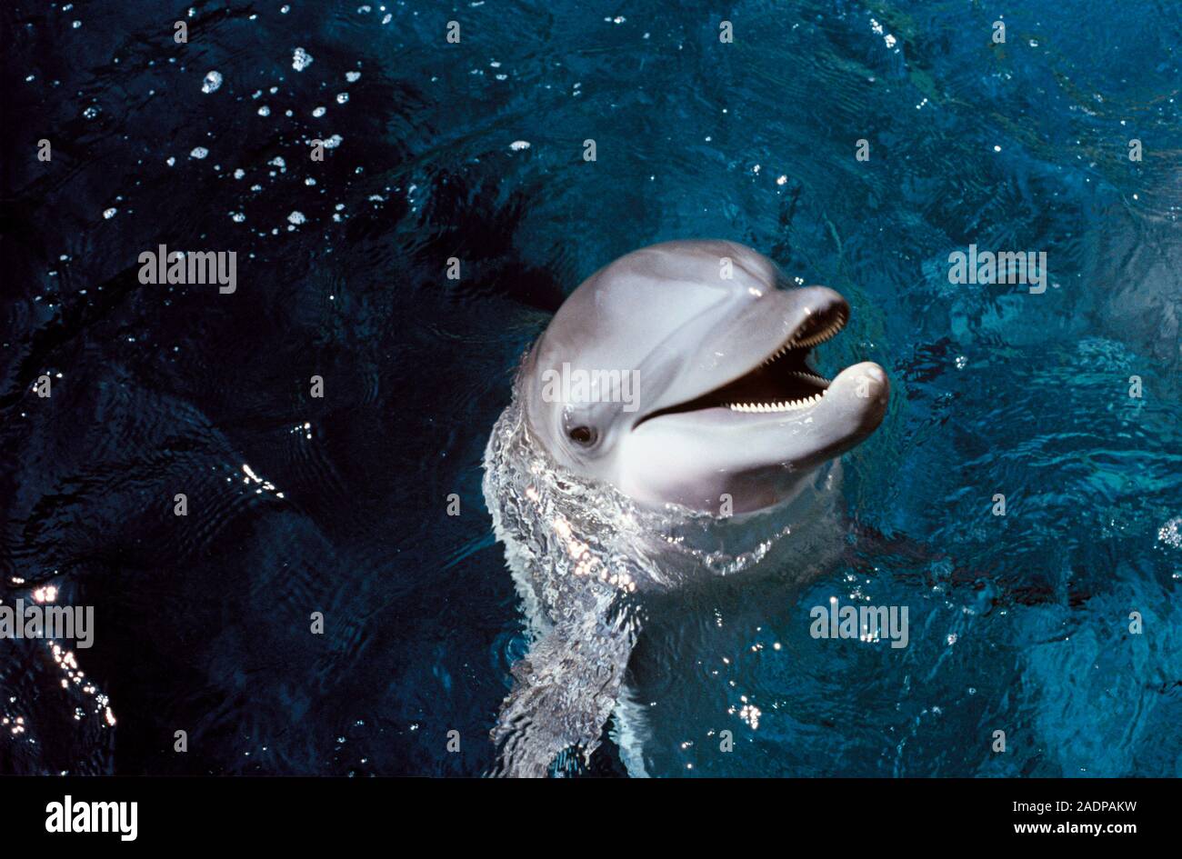 Dolphin in aquarium. Captive dolphin (family Delphinidae) in a tank ...