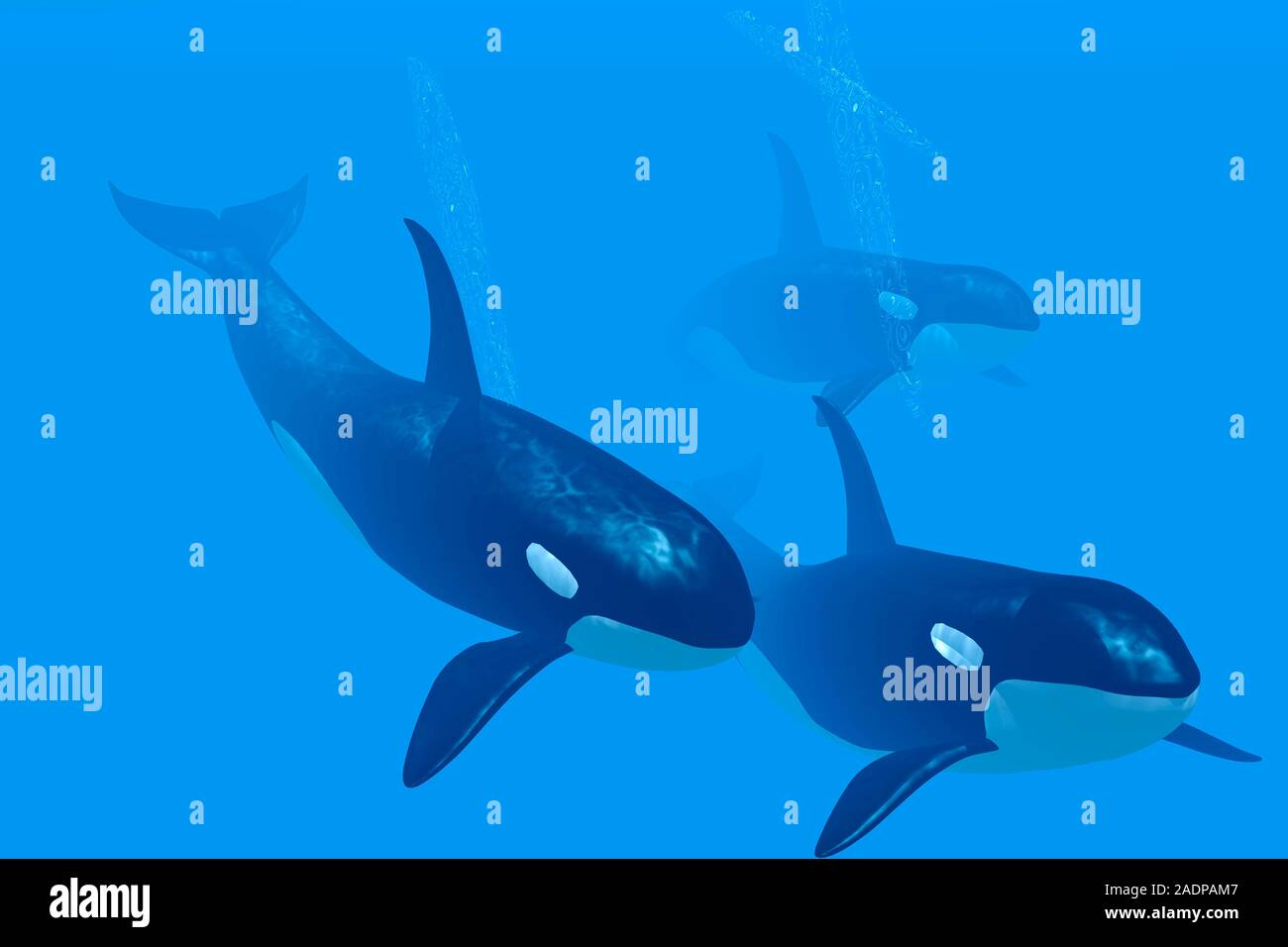 Killer whales, computer artwork. Killer whales (Orcinus orca) are large ...