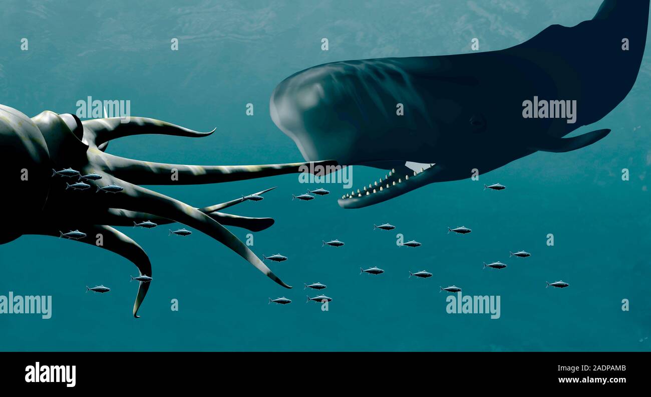 Sperm whale and giant squid. Computer artwork of a sperm whale ...