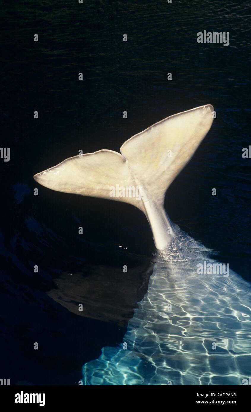 Beluga whale tail (Delphinapterus leucas). This whale, also known as ...