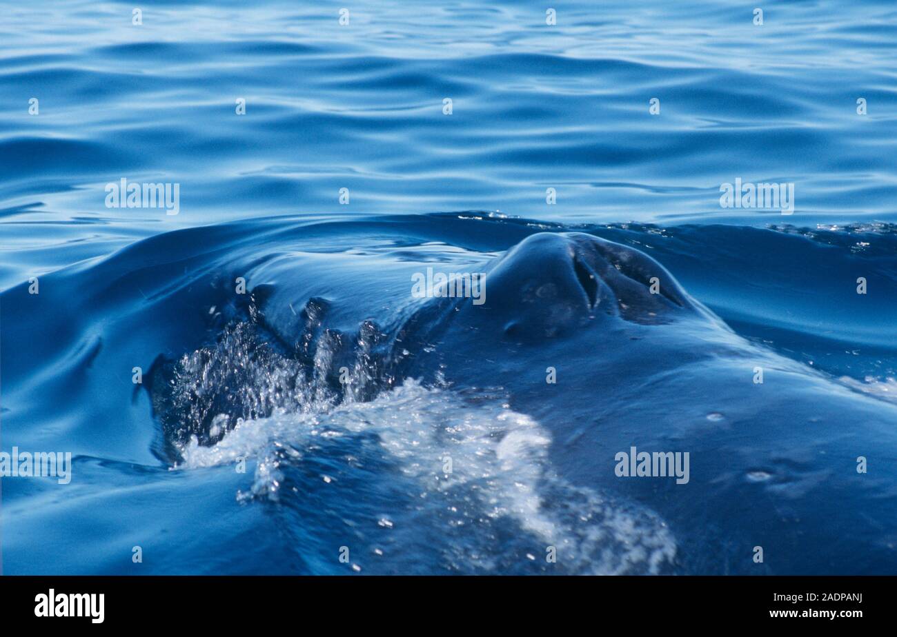 Humpback whale's blowholes. The humpback whale (Megaptera novaeangliae ...