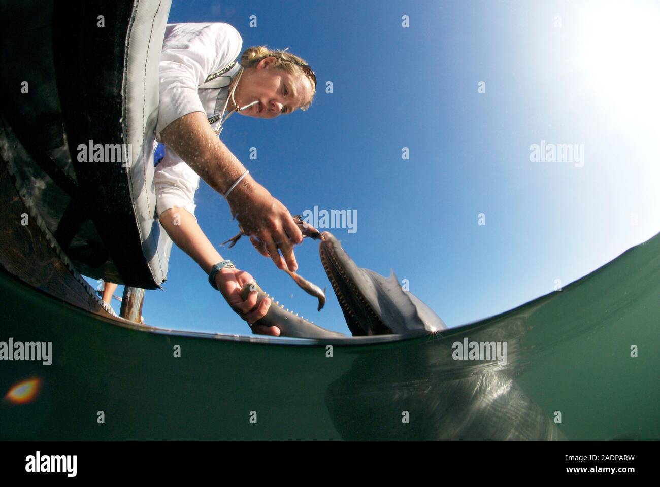 US Navy bottlenose dolphin (Tursiops truncatus). Animal trainer feeding ...
