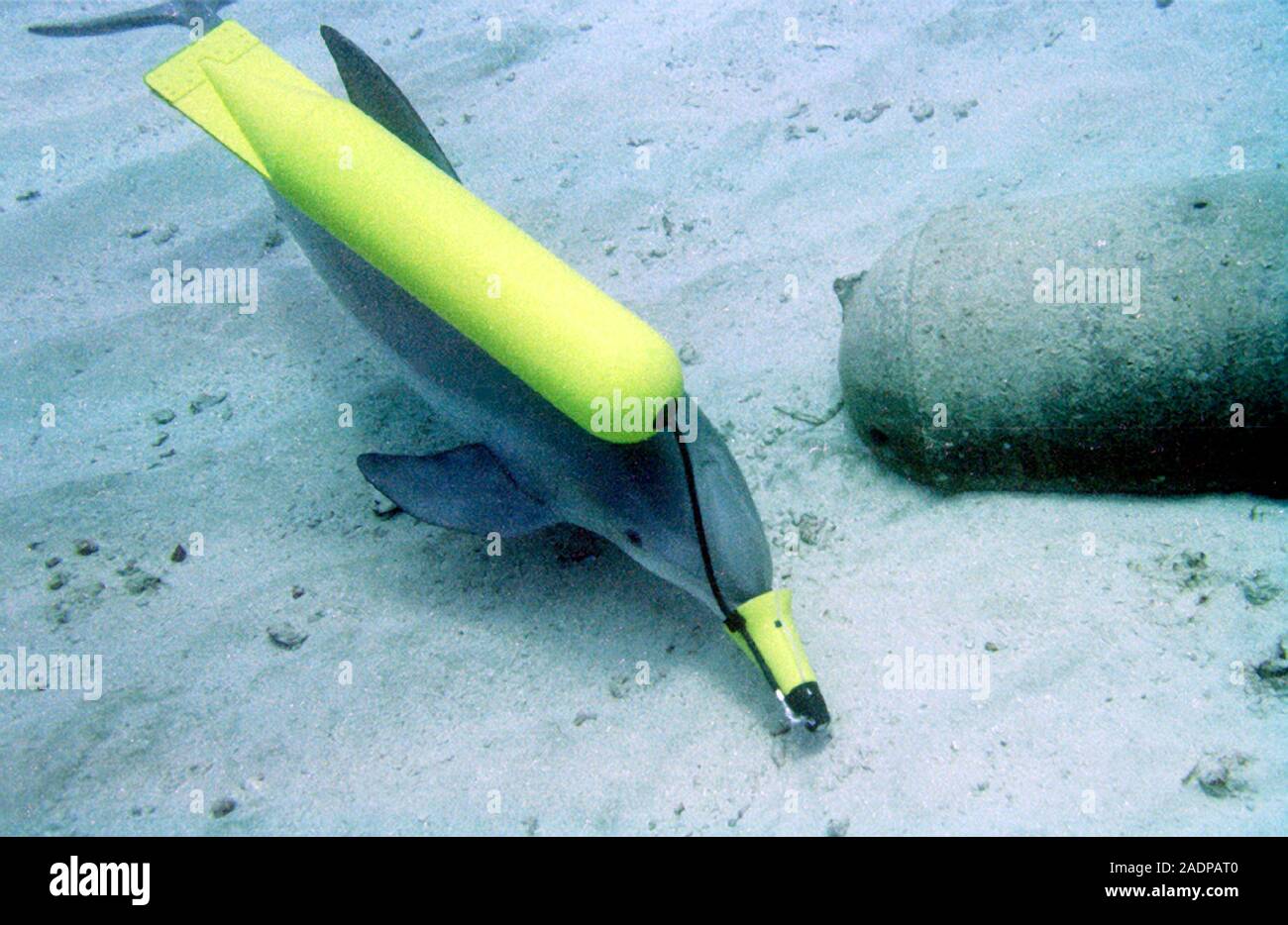 Dolphin training, Navy Marine Mammal Program, San Diego, USA. This ...