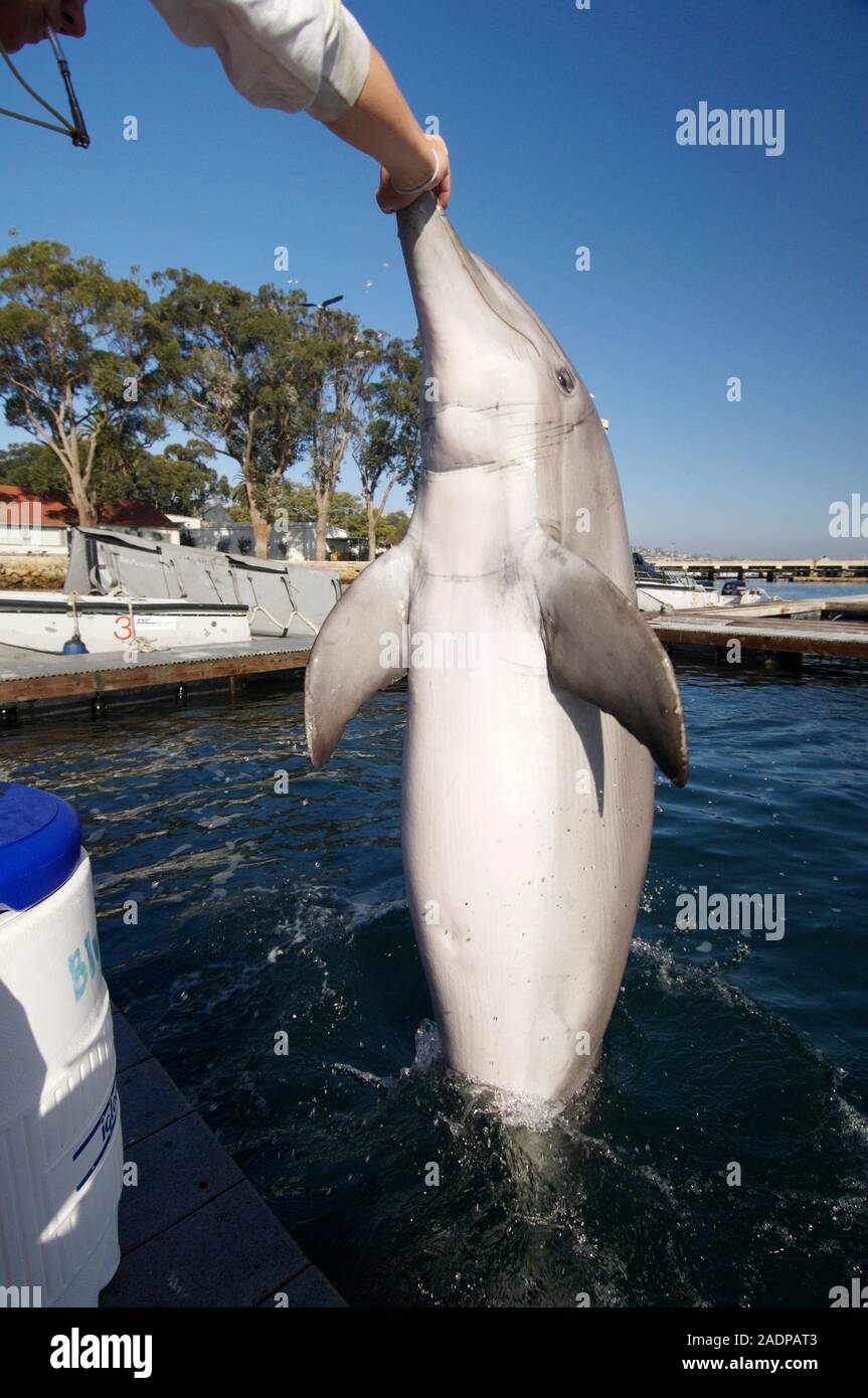 Dolphin training, Navy Marine Mammal Program, San Diego, USA ...