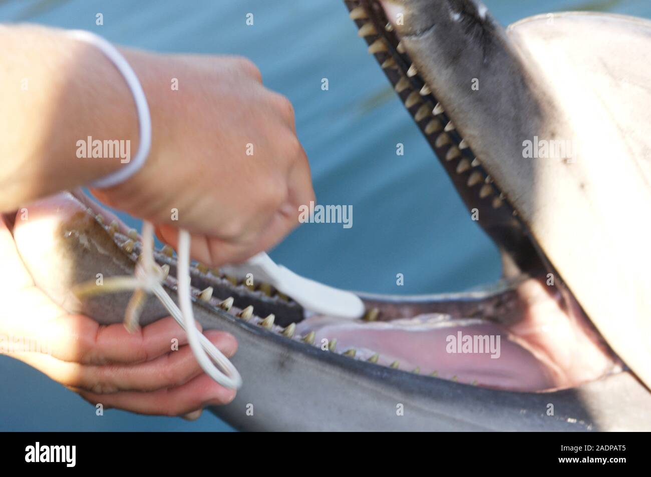Dolphin having teeth cleaned, Navy Marine Mammal Program, San Diego ...