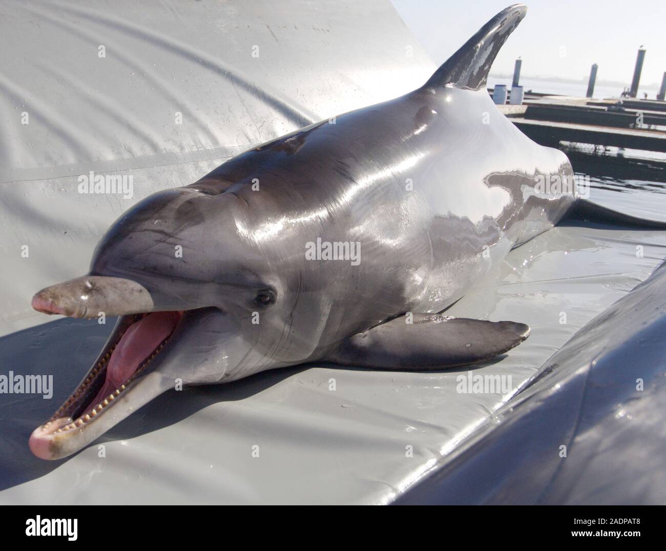 Dolphin training, Navy Marine Mammal Program, San Diego, USA. A ...