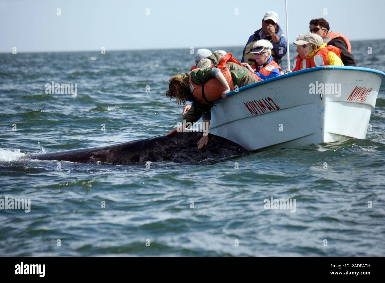 Grey whale (Eschrichtius robustus) approaching tourists in a boat. The ...