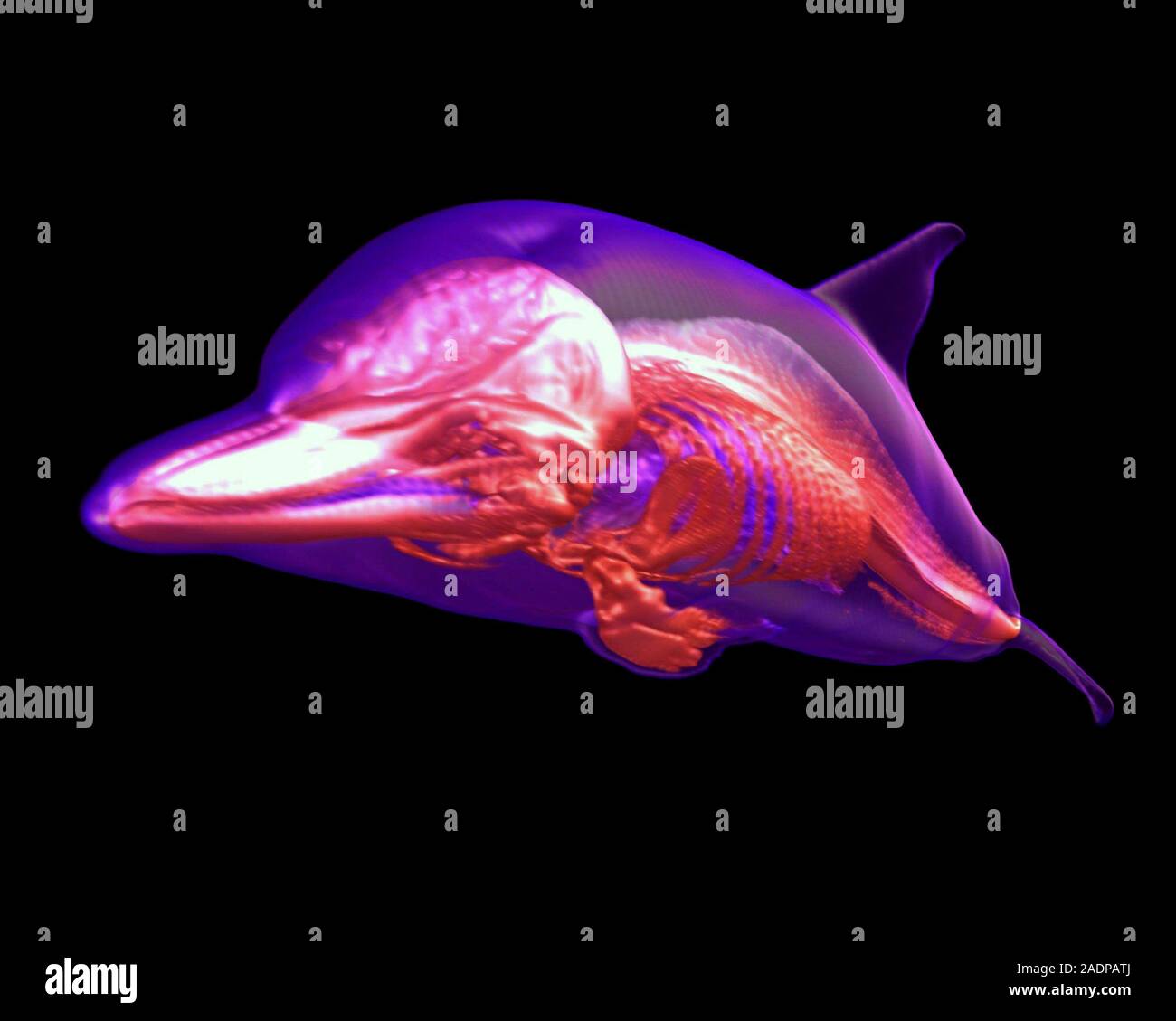 Dolphin skeleton. Coloured 3D magnetic resonance imaging (MRI) scan ...