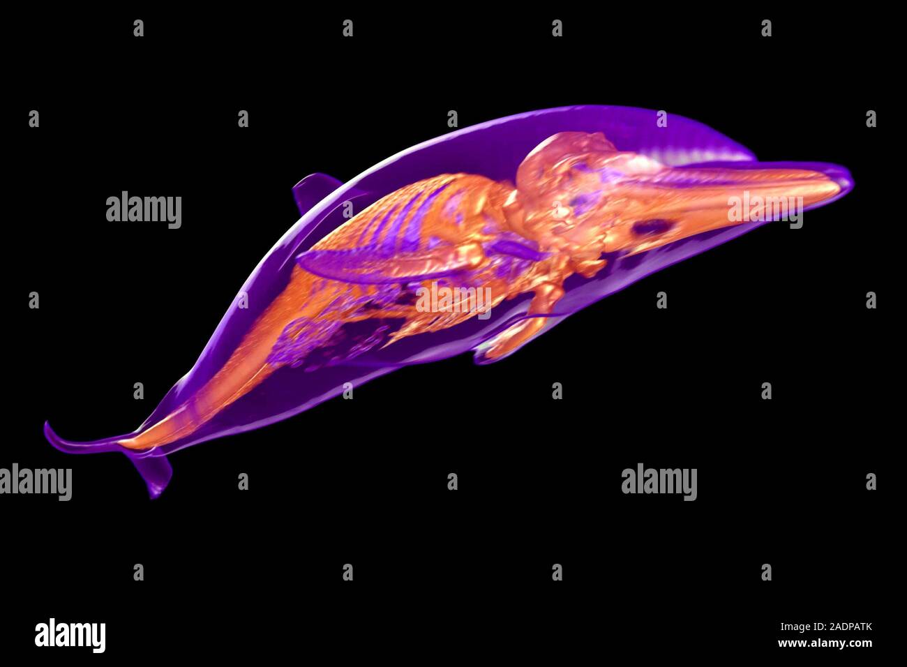 Dolphin skeleton. Coloured 3D magnetic resonance imaging (MRI) scan ...