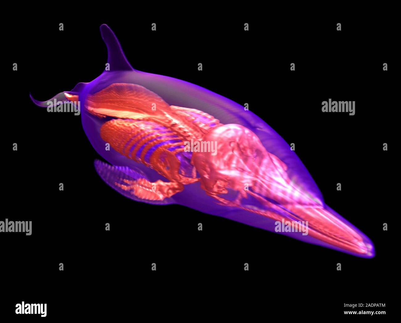 Dolphin skeleton. Coloured 3D magnetic resonance imaging (MRI) scan ...