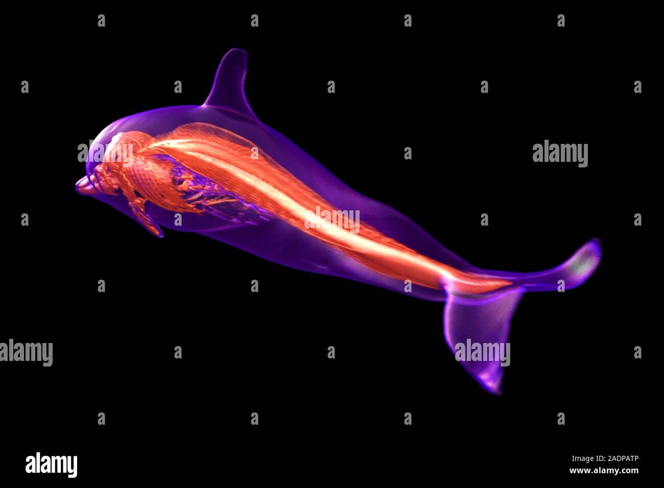 Dolphin skeleton. Coloured 3D magnetic resonance imaging (MRI) scan ...