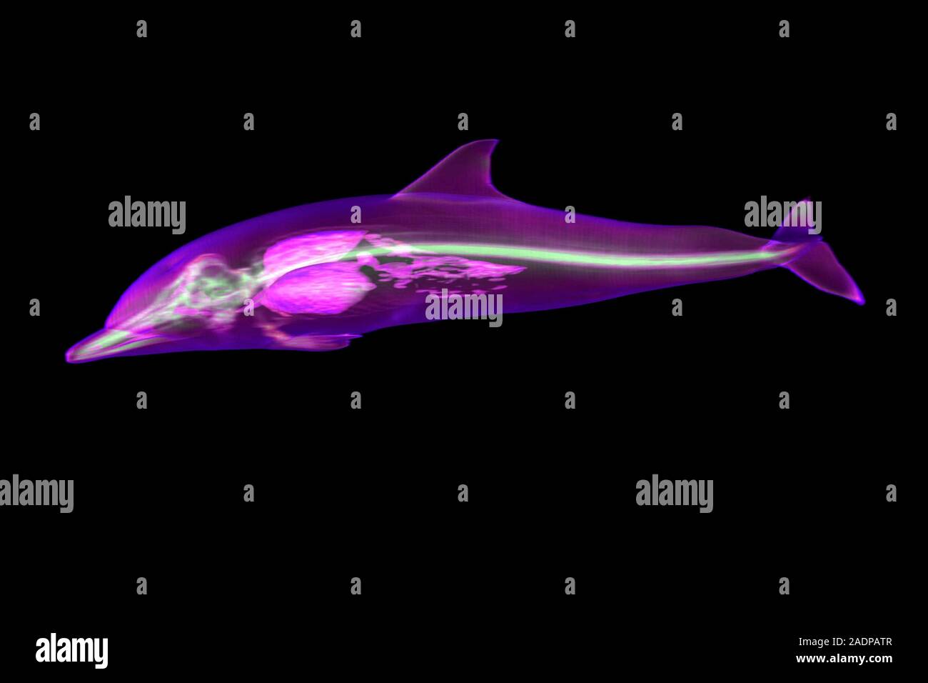 Dolphin skeleton. Coloured 3D magnetic resonance imaging (MRI) scan ...