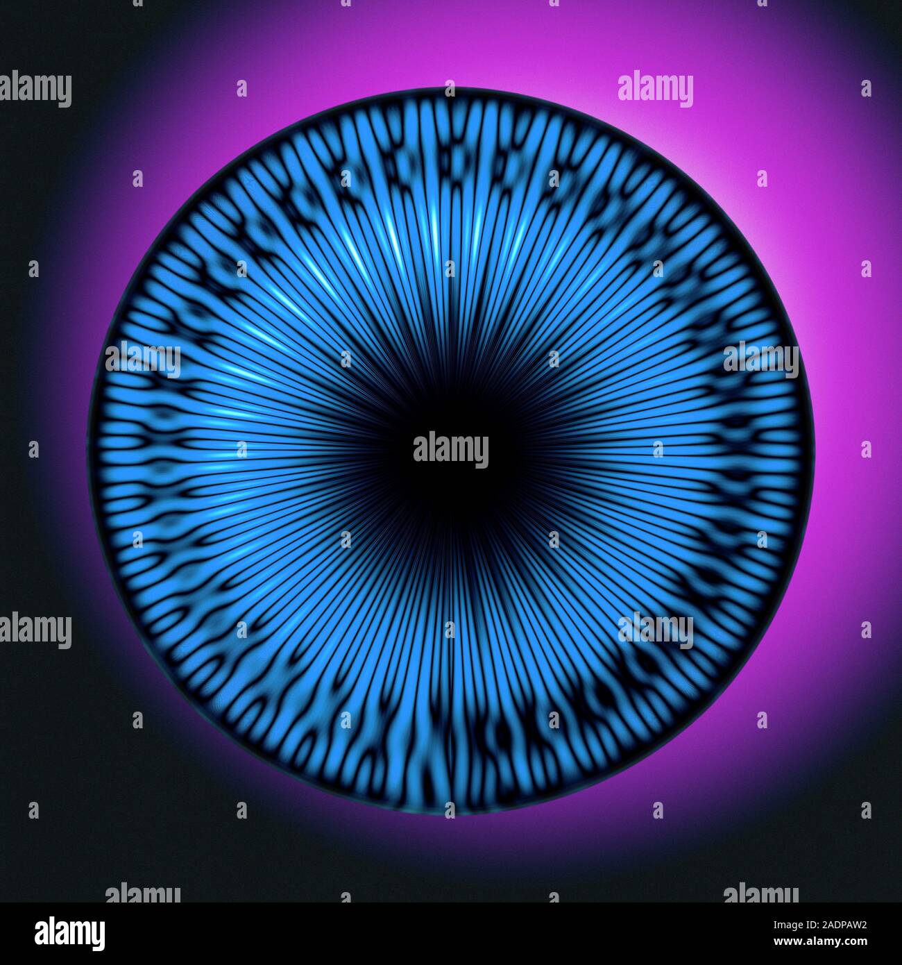 Humpback whale (Megaptera novaeangliae) song, wavelet graph. This image ...