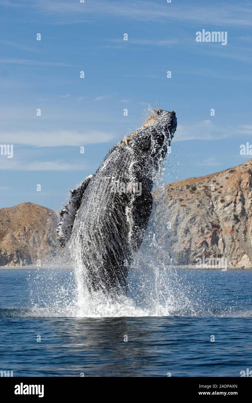 Humpback whale (Megaptera novaeangliae) leaping out of the water ...