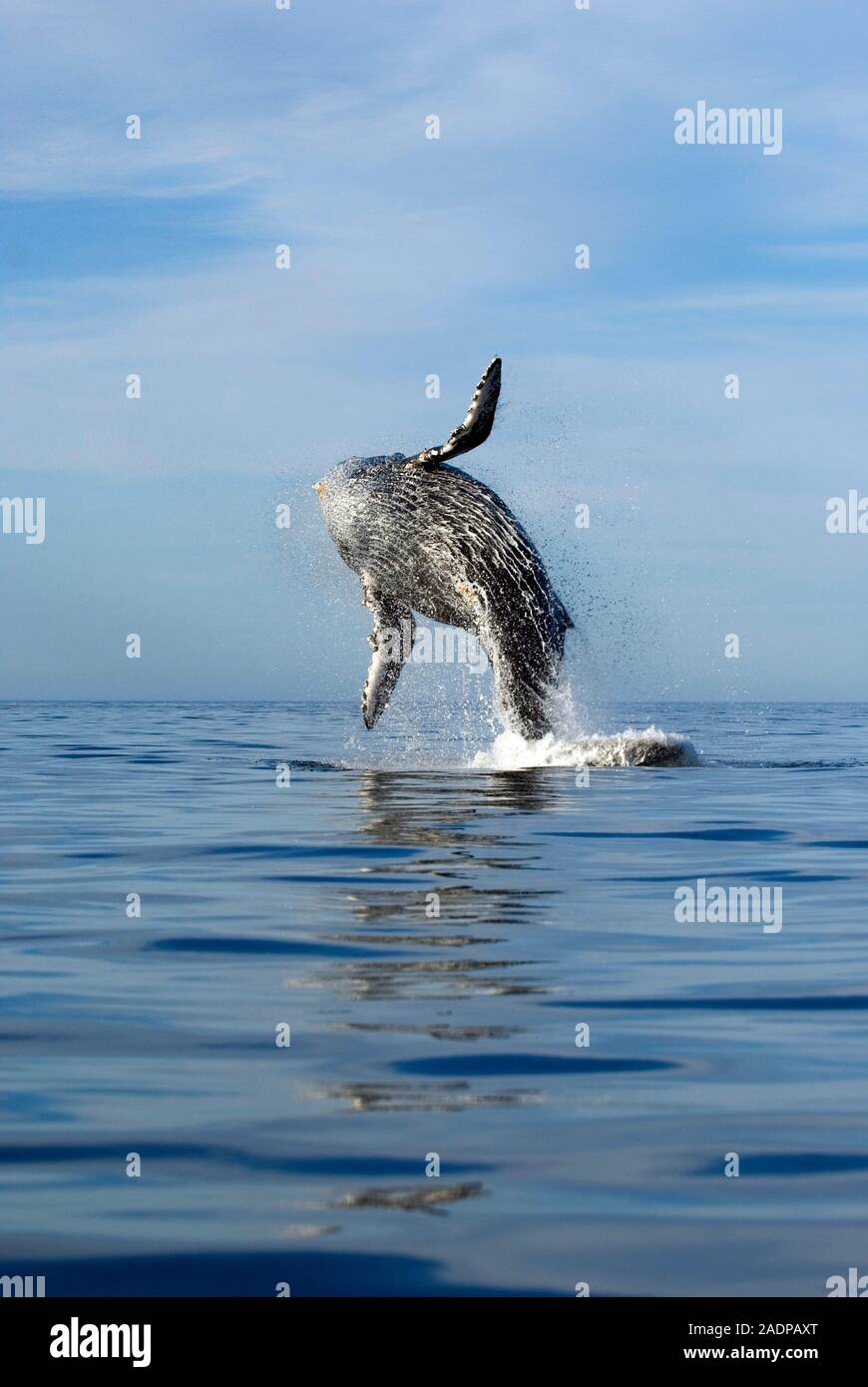 Humpback whale (Megaptera novaeangliae) leaping out of the water ...