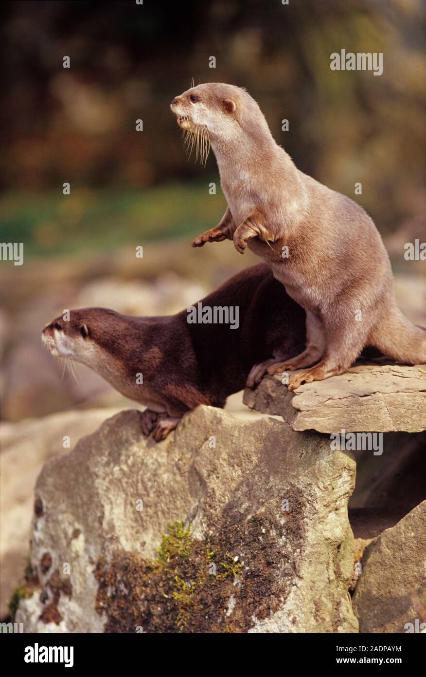 Otters (Lutra lutra) standing on rocks Stock Photo - Alamy