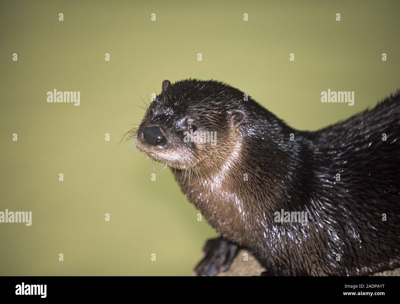 North American river otter (Lutra canadensis Stock Photo - Alamy