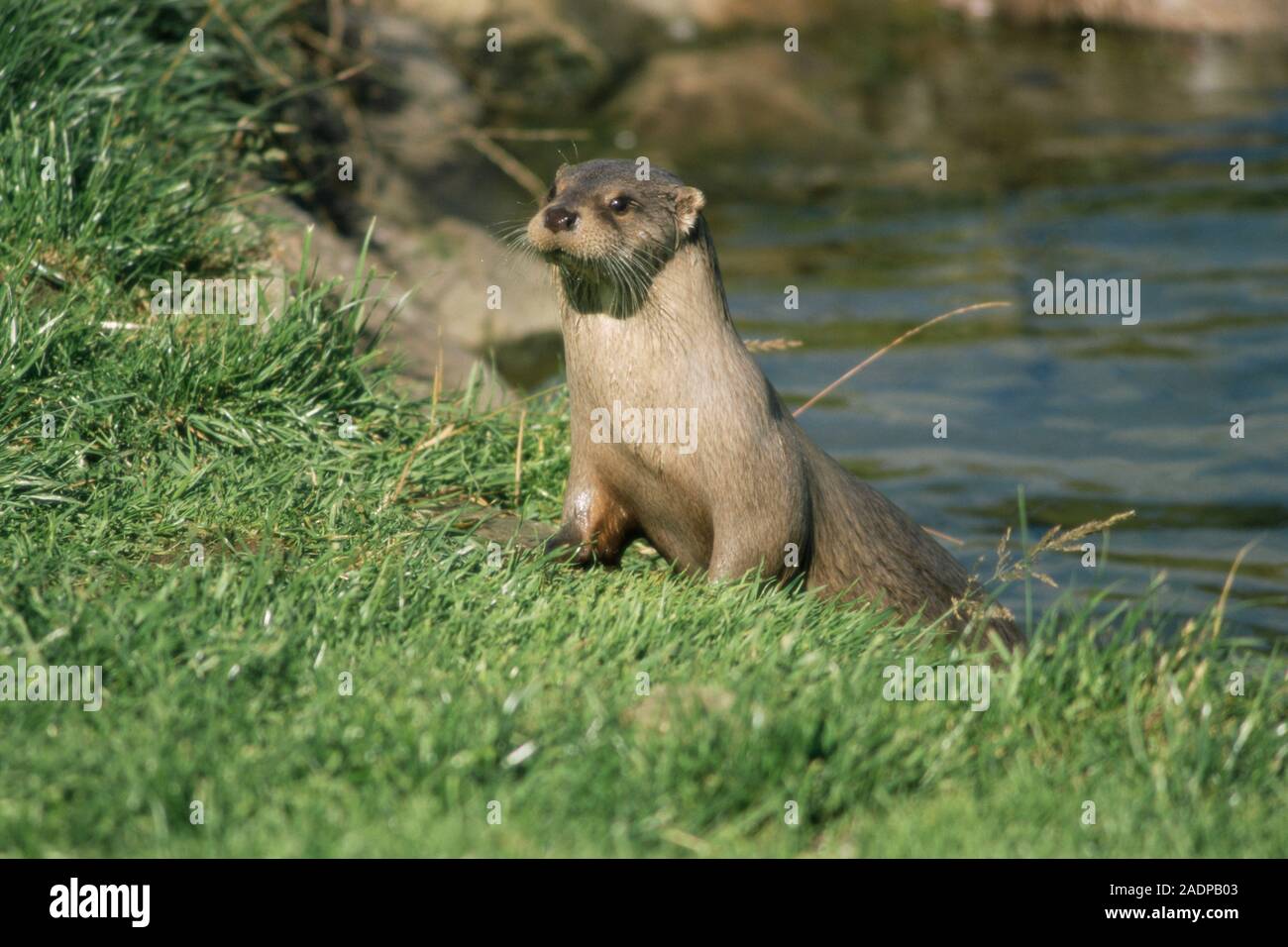 European otter (Lutra lutra) emerging from a pool. Photographed in ...